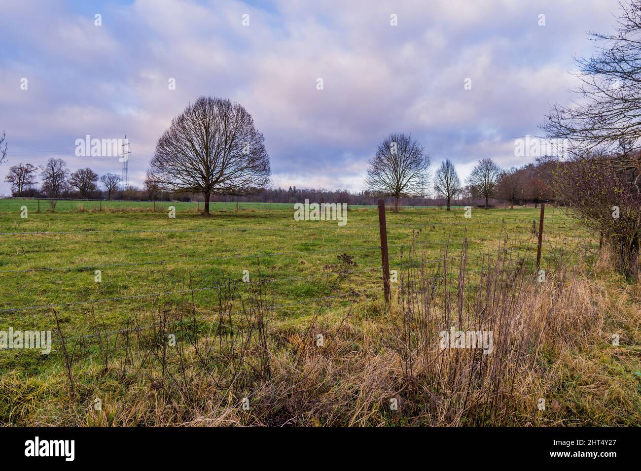 Beautiful view of a landscape with large trees Stock Photo - Alamy