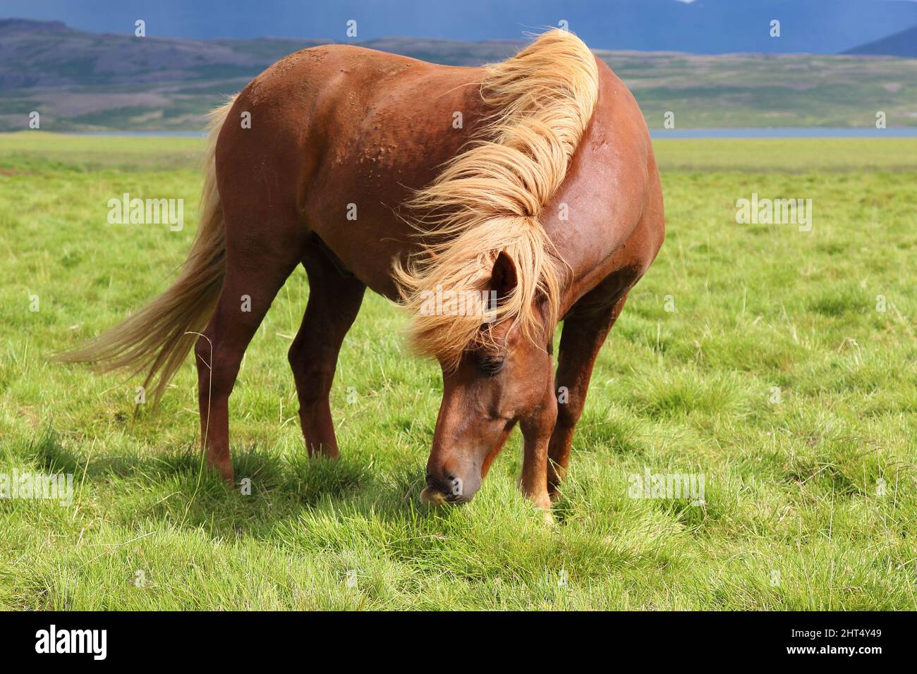 Islandpferd / Icelandic horse / Equus ferus caballus Stock Photo - Alamy