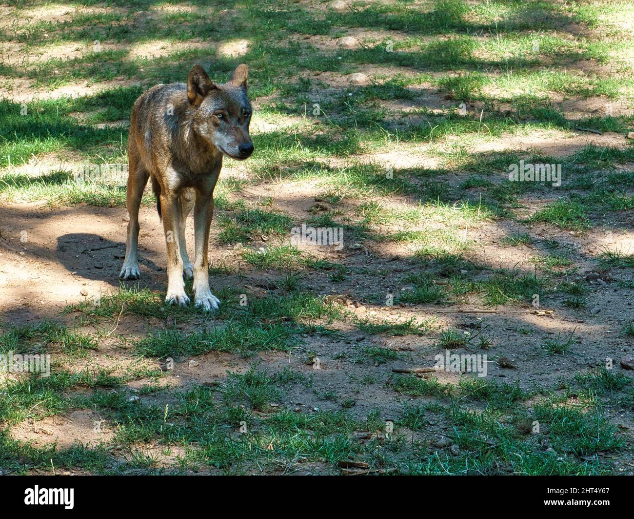 Wolf small hi-res stock photography and images - Alamy