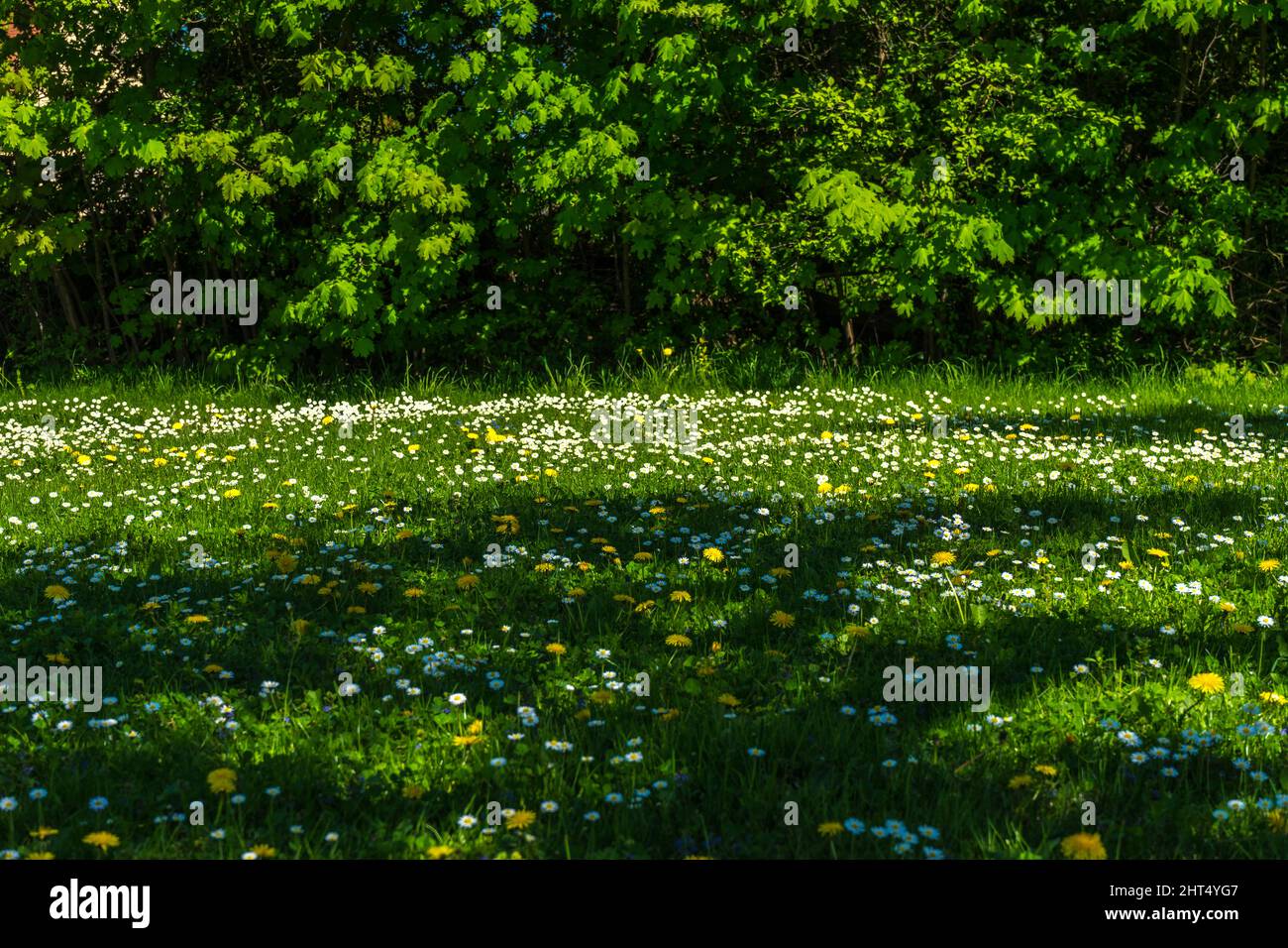 Lush meadow full of dandelions and daisy flowers on a sunny day Stock ...