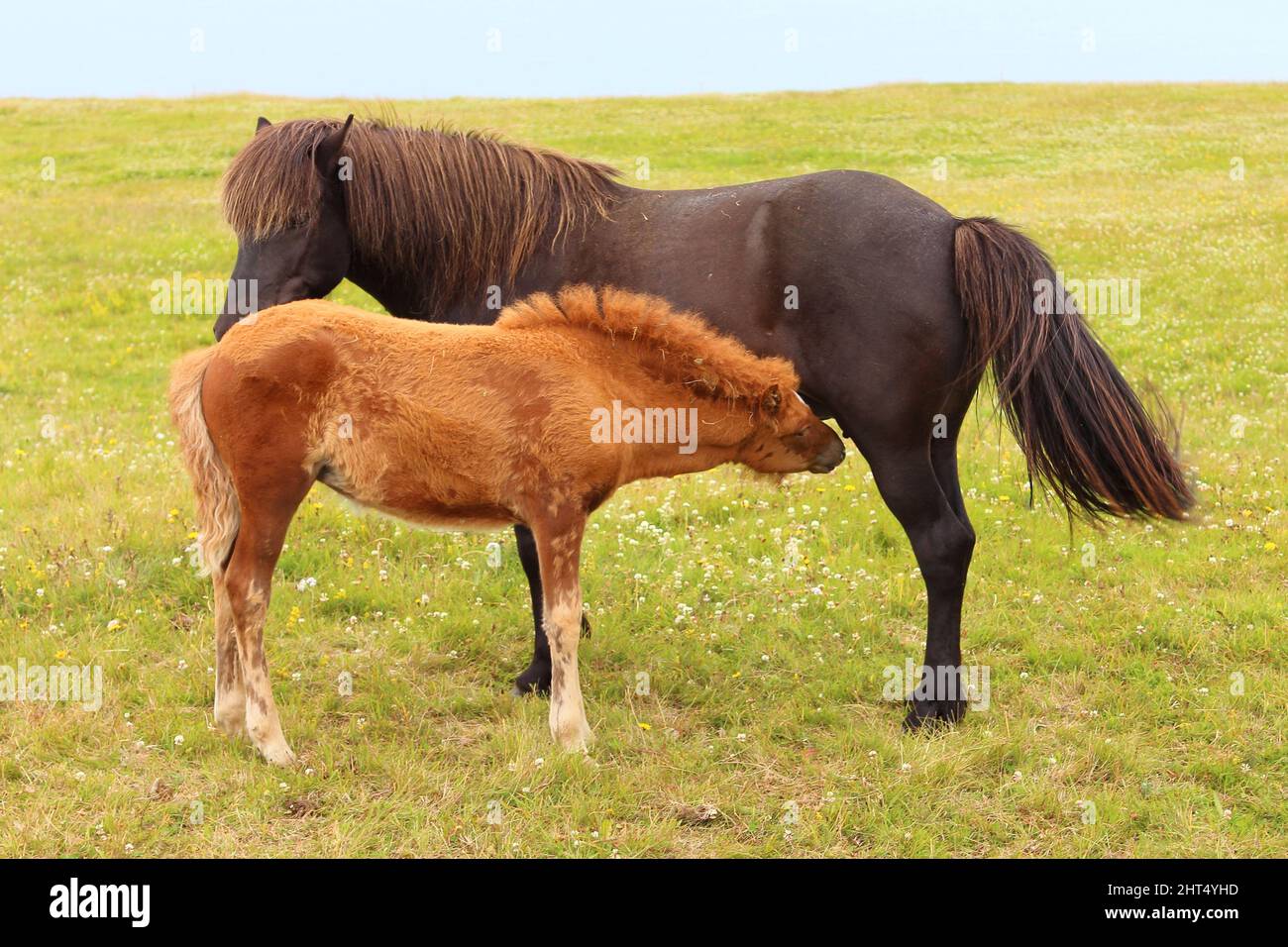 Islandpferd / Icelandic horse / Equus ferus caballus Stock Photo - Alamy