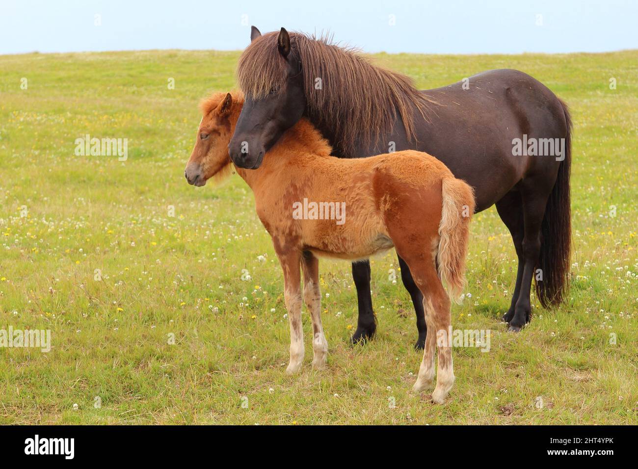 Islandpferd / Icelandic horse / Equus ferus caballus Stock Photo - Alamy