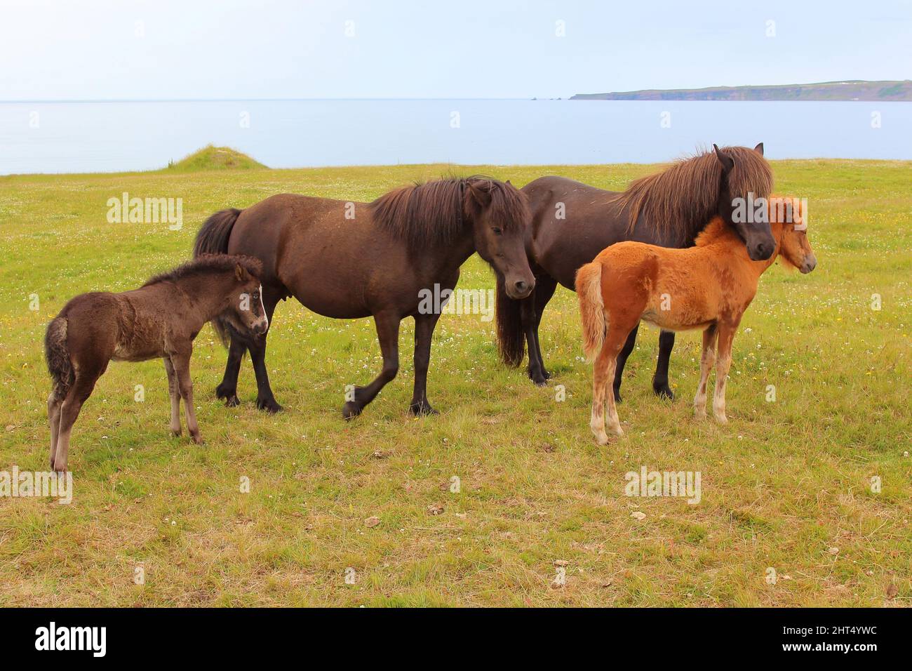 Islandpferd / Icelandic horse / Equus ferus caballus Stock Photo - Alamy