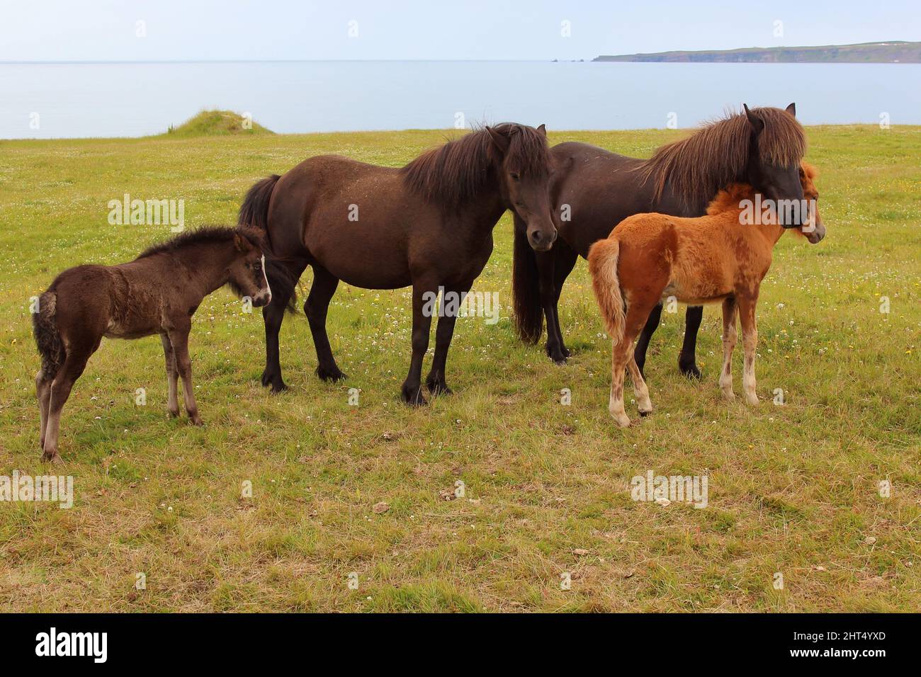 Islandpferd / Icelandic horse / Equus ferus caballus Stock Photo - Alamy