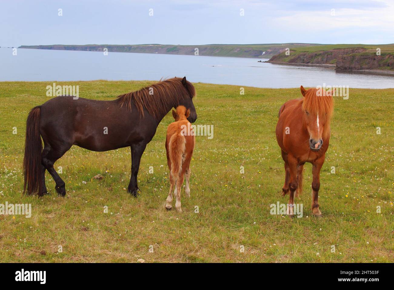 Islandpferd / Icelandic horse / Equus ferus caballus Stock Photo - Alamy