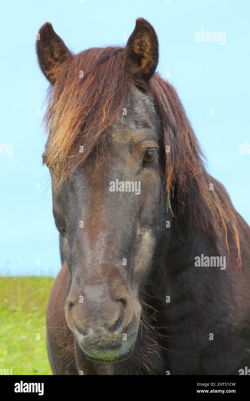 Islandpferd / Icelandic horse / Equus ferus caballus Stock Photo - Alamy