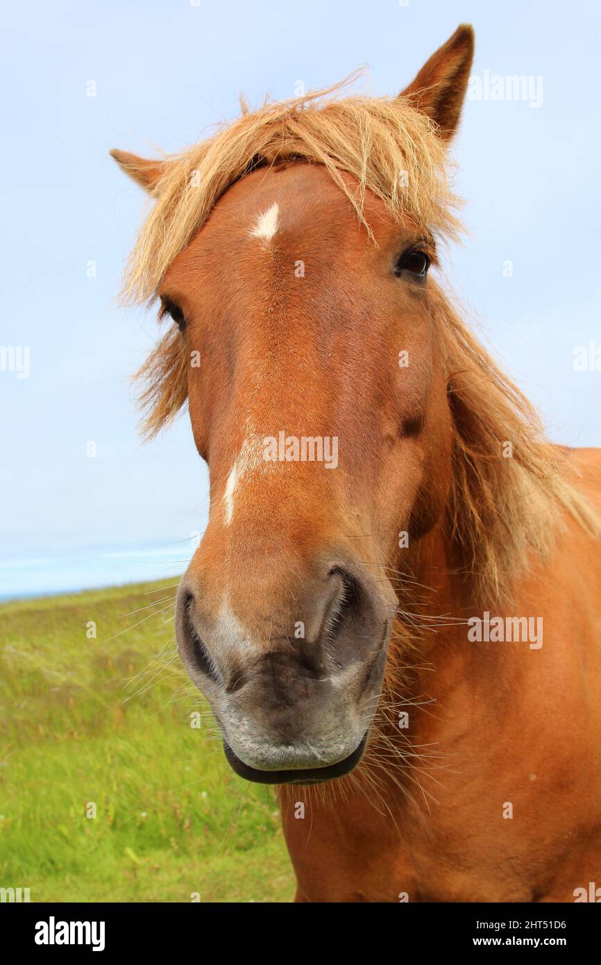 Islandpferd / Icelandic horse / Equus ferus caballus Stock Photo - Alamy
