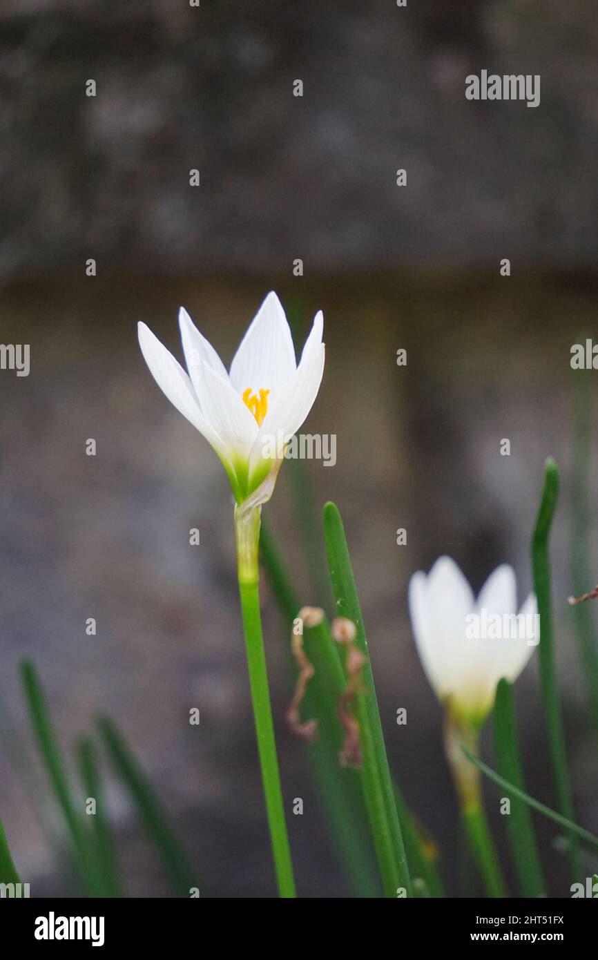 Zephyranthes (Also called fairy lily, rain flower, zephyr lily, magic ...