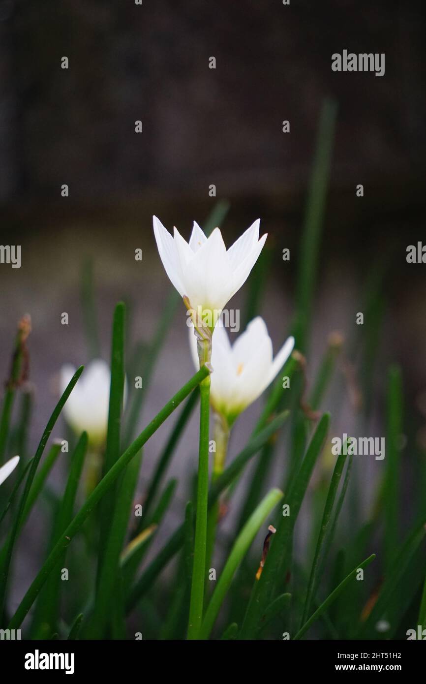 Zephyranthes (Also called fairy lily, rain flower, zephyr lily, magic ...