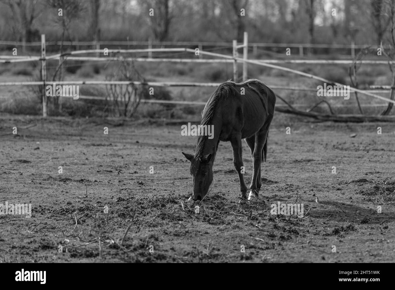 View horse rider in Black and White Stock Photos & Images - Alamy