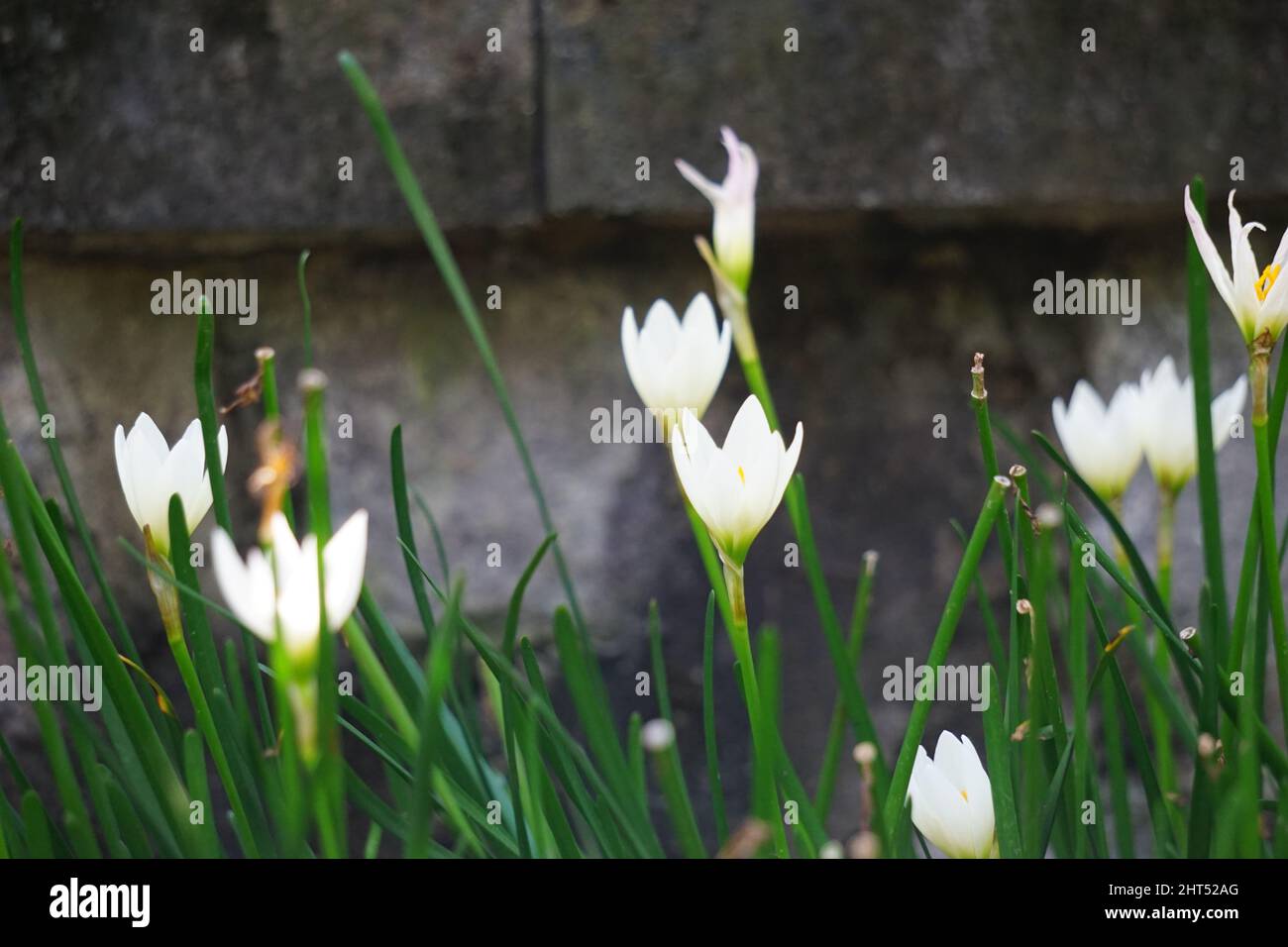 Zephyranthes (Also called fairy lily, rain flower, zephyr lily, magic ...