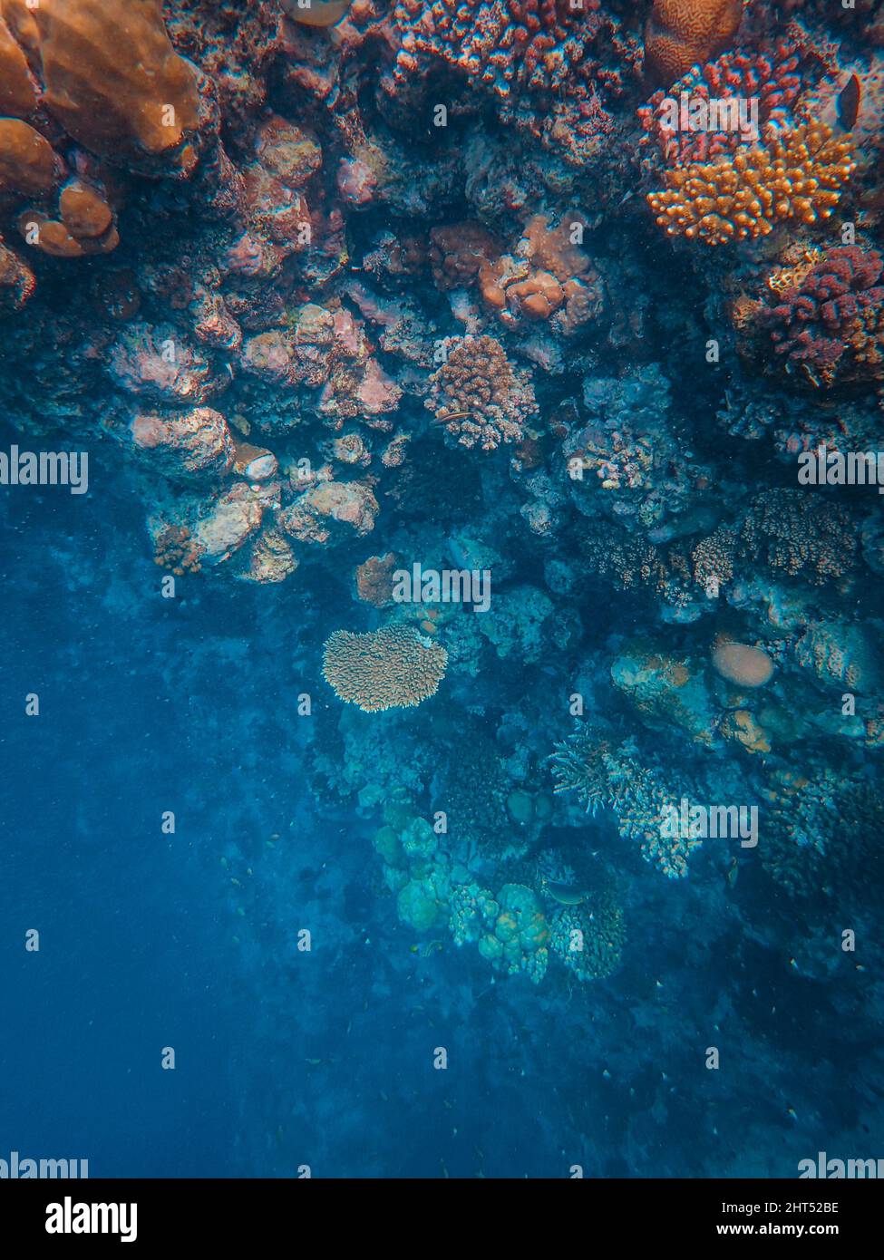 Vertical shot of colorful corals under the ocean Stock Photo - Alamy