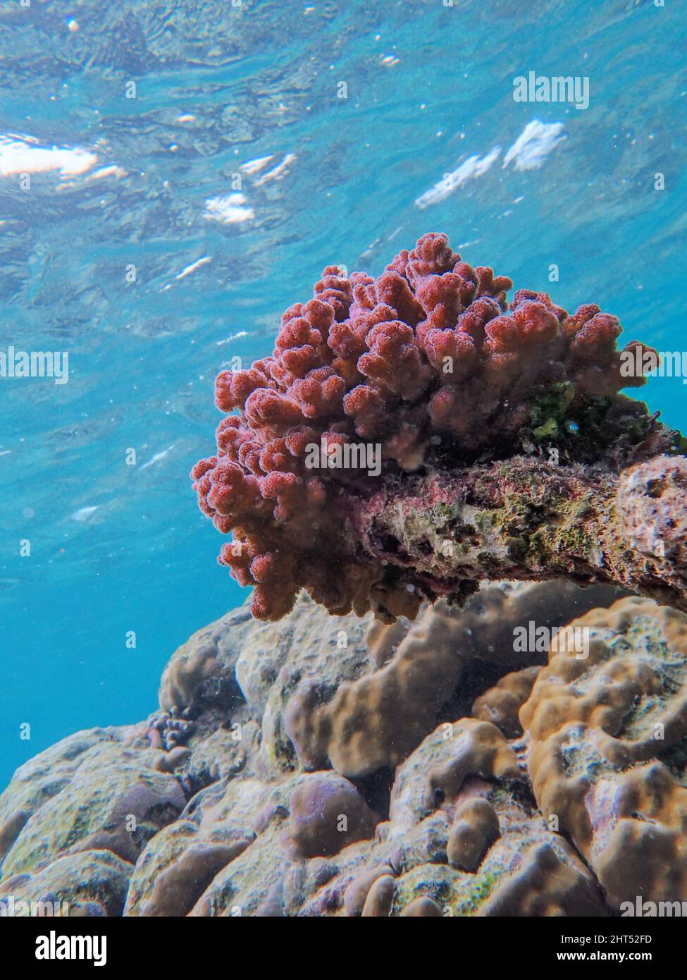 Vertical closeup of the corals. Beautiful underwater life Stock Photo ...