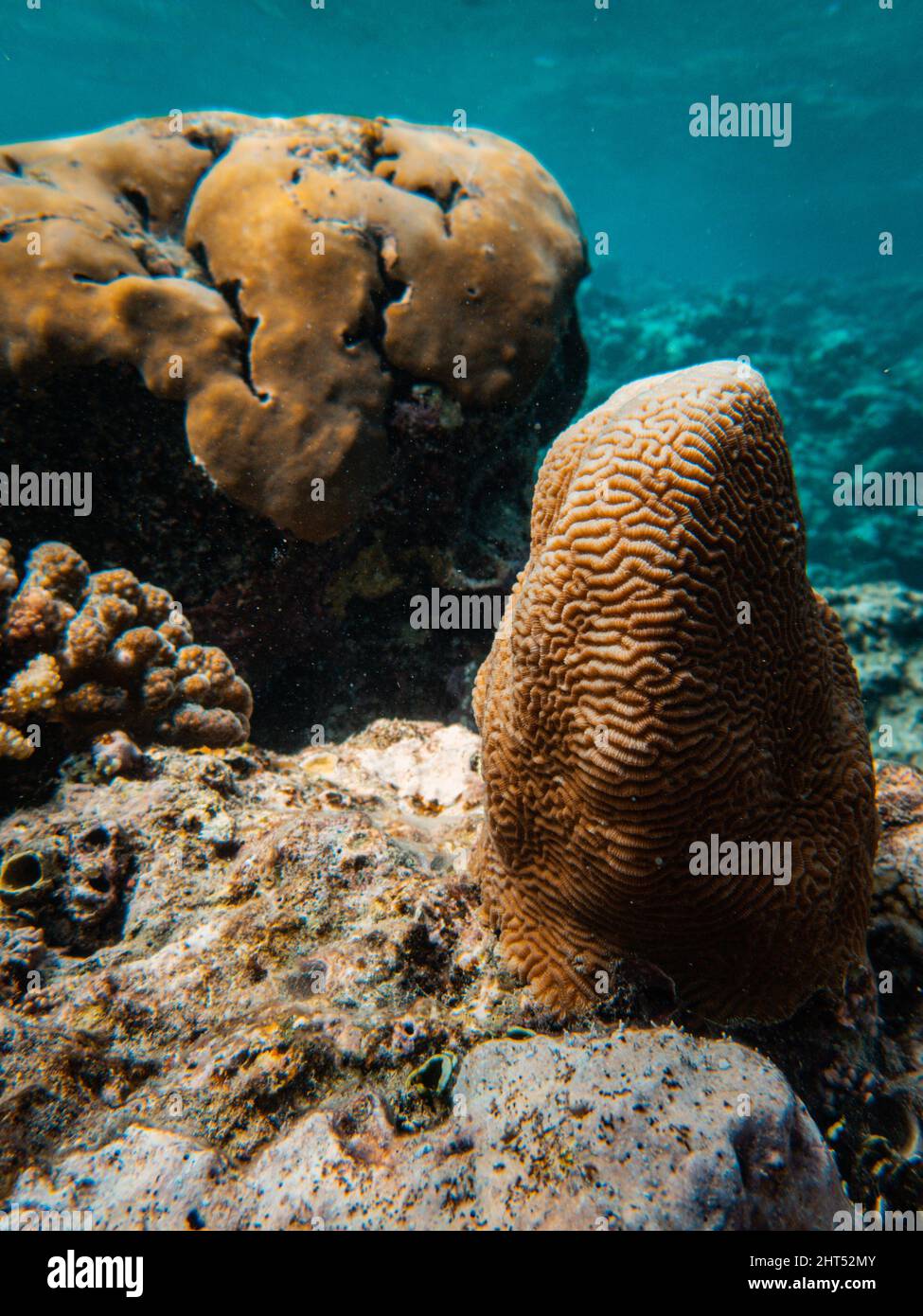 Vertical shot of colorful corals under the water Stock Photo - Alamy