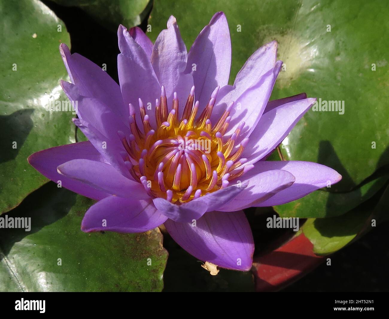 Purple tower hi-res stock photography and images - Alamy