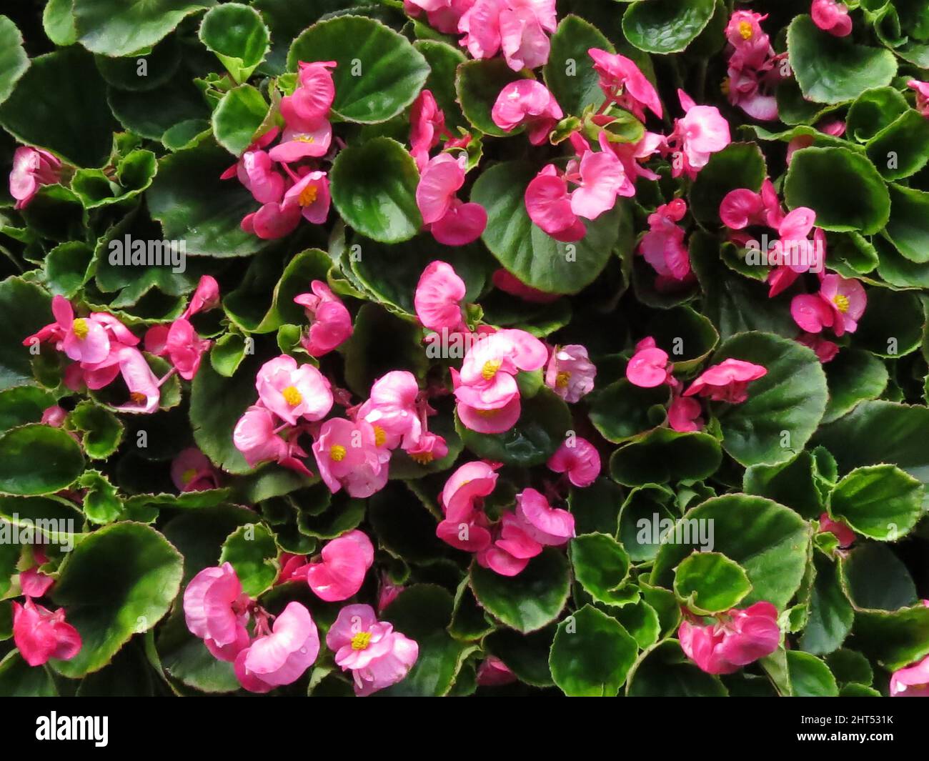 Beautiful image of flowers and plants mixed together for background or ...