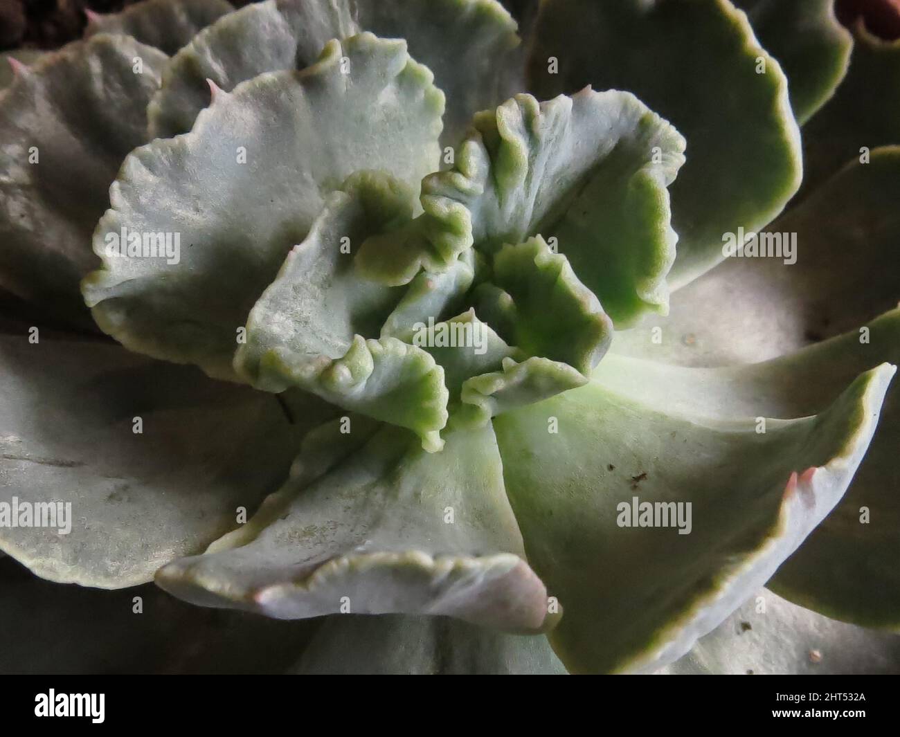 Closeup shot of an Echeveria plant with green leaves Stock Photo - Alamy
