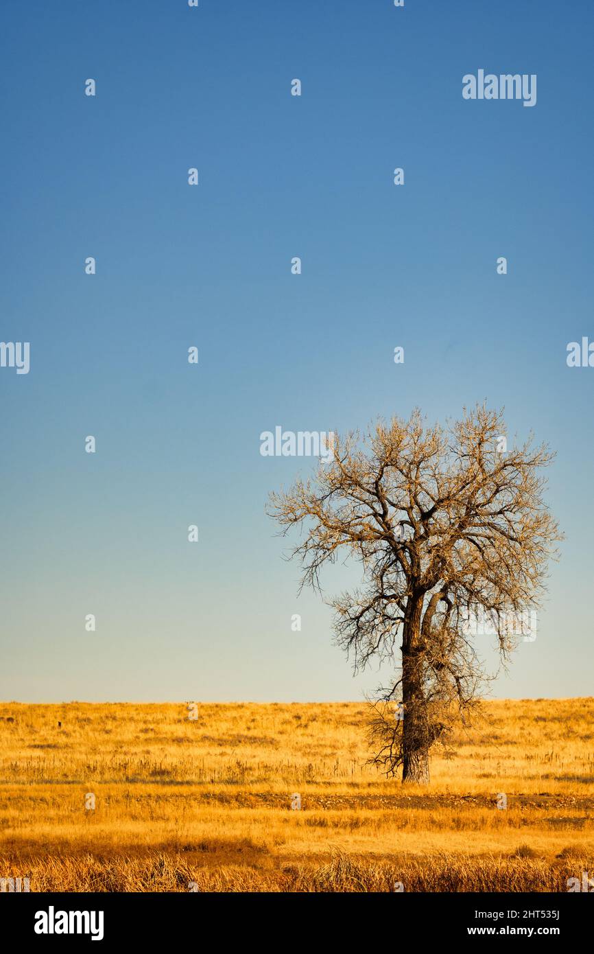 Vertical shot of a single tree on a brown valley under a blue sky Stock ...