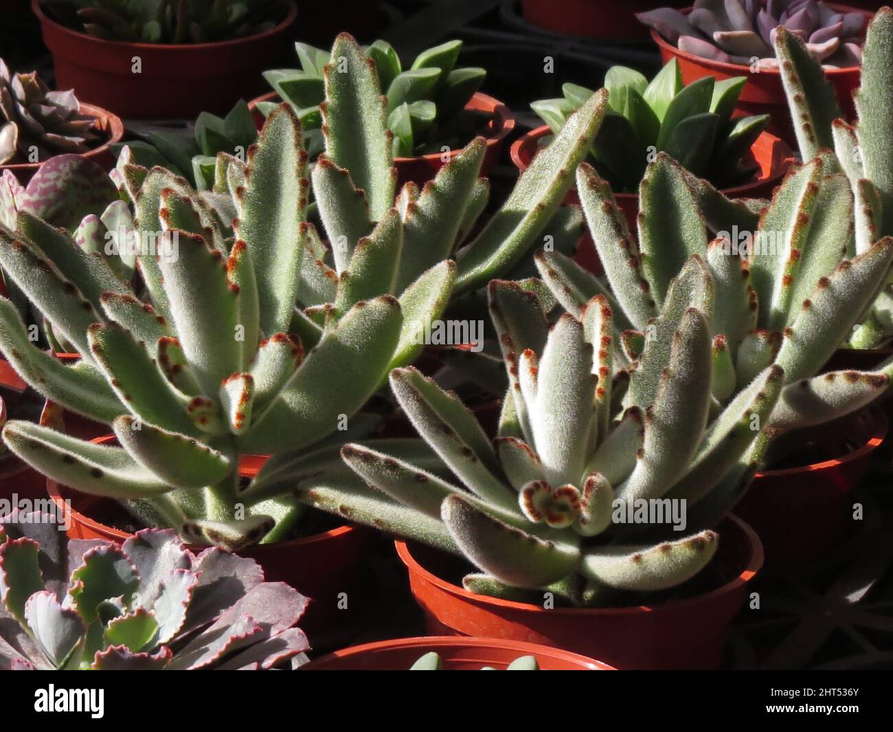 Kalanchoe tomentosa plant in hi-res stock photography and images - Alamy