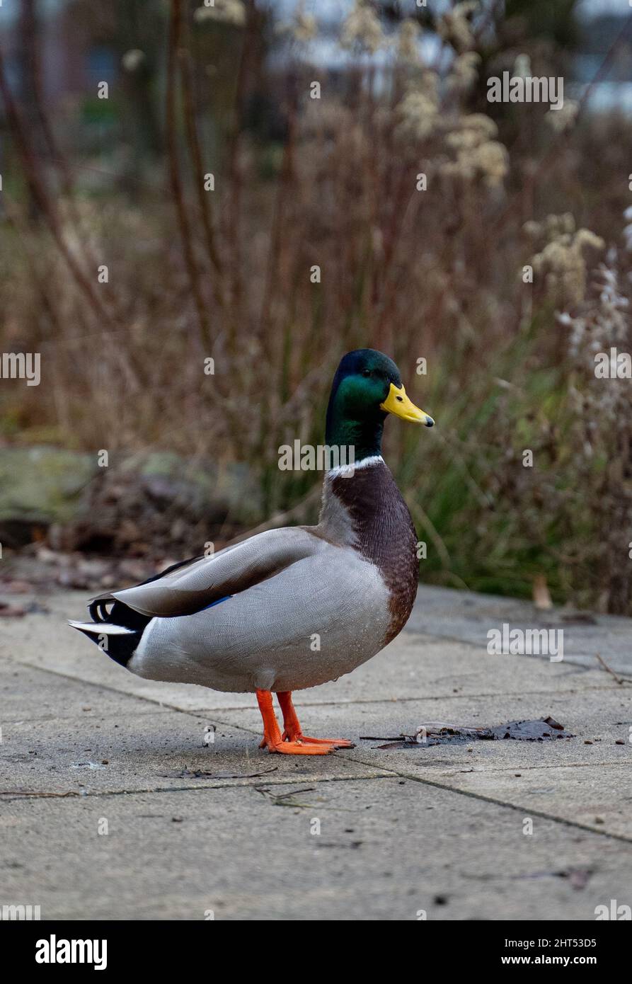 Vertical shot of a Rouen duck Stock Photo - Alamy