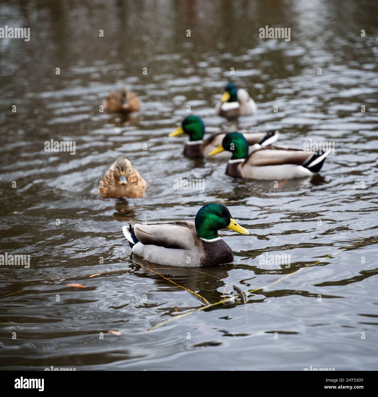 Rouen ducks hi-res stock photography and images - Alamy