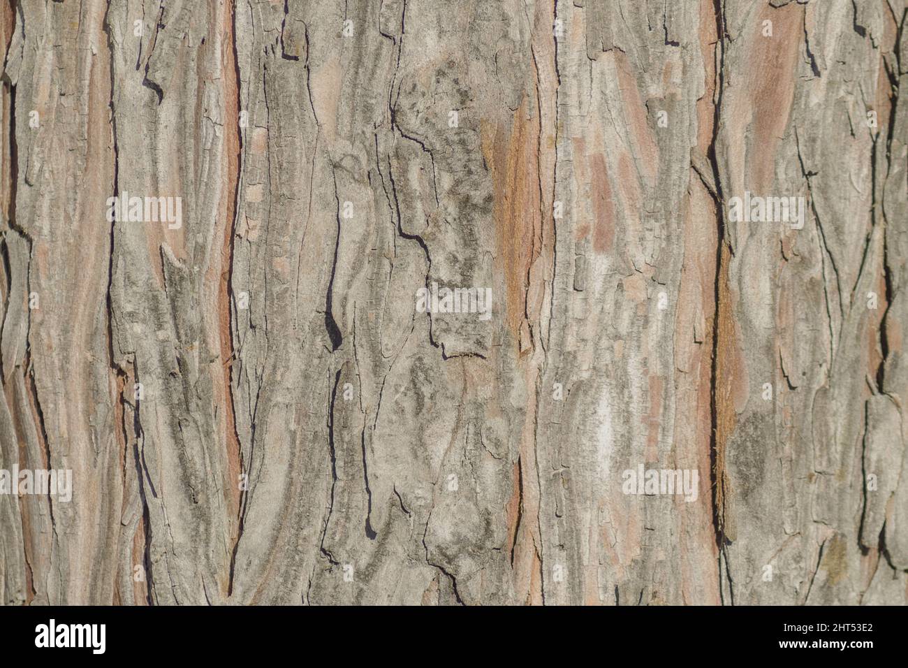 Pine tree bark texture background Stock Photo - Alamy