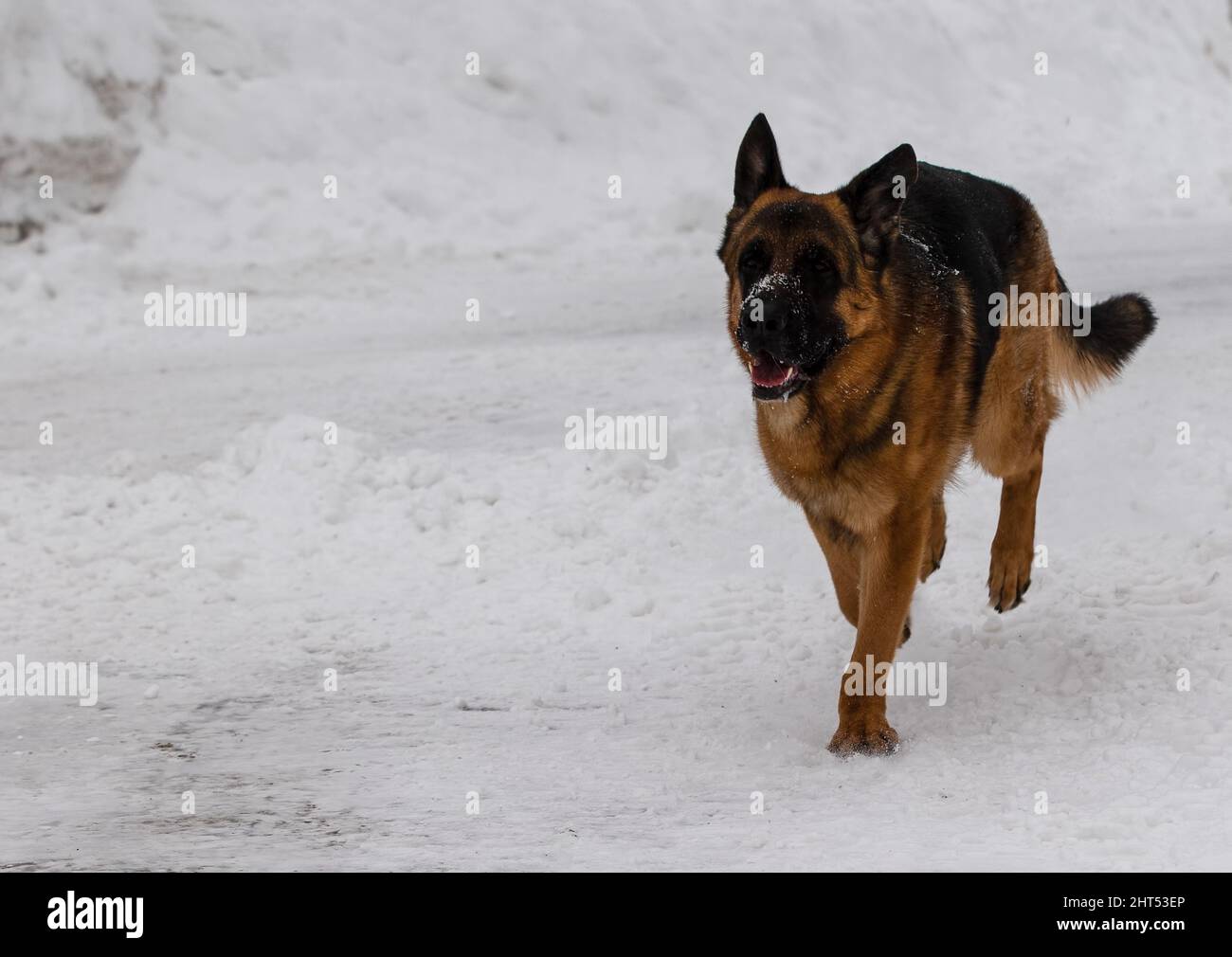 German shepherd panting on field hi-res stock photography and images ...