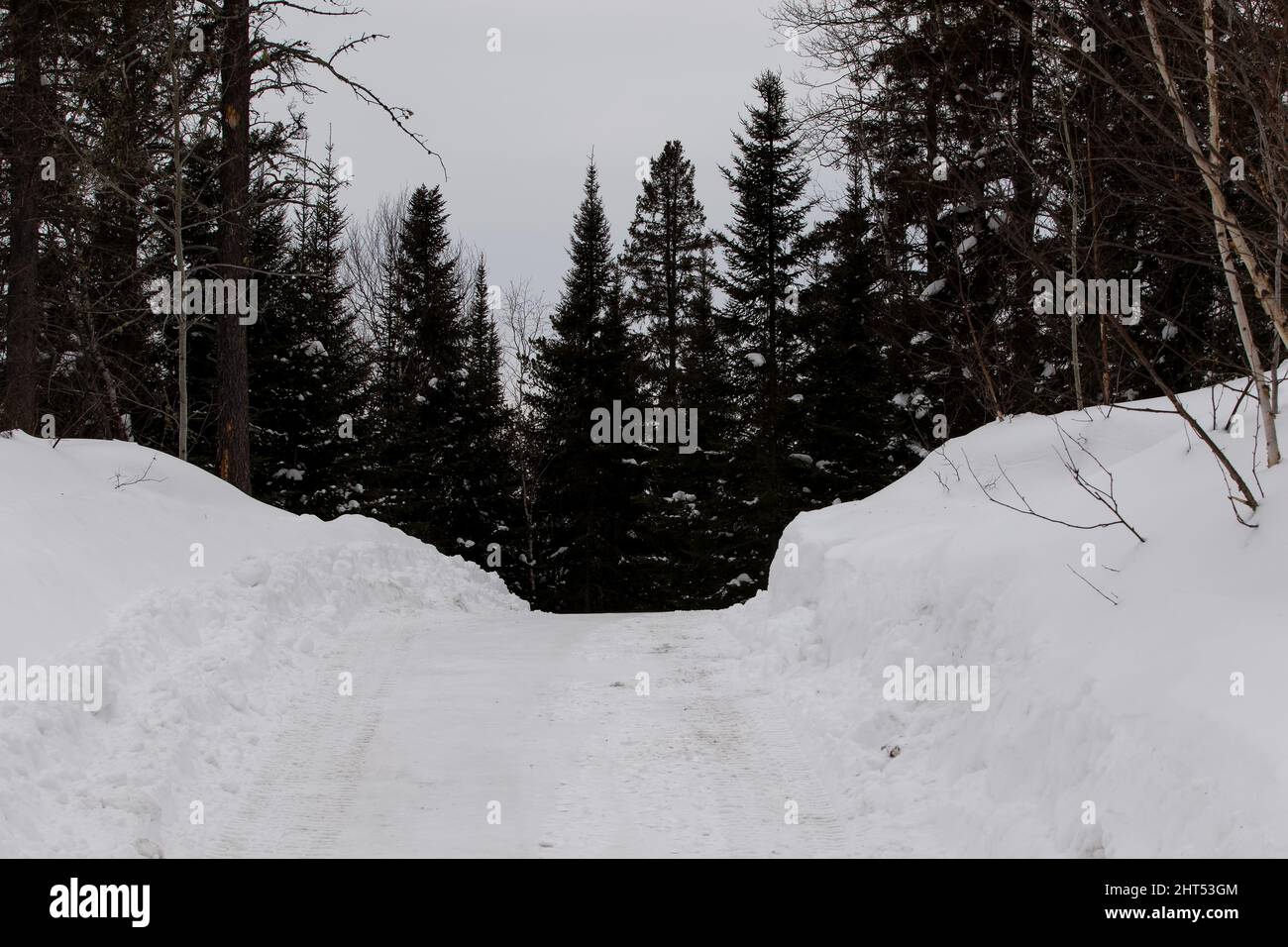 snowy forest path in winter with trees Stock Photo - Alamy