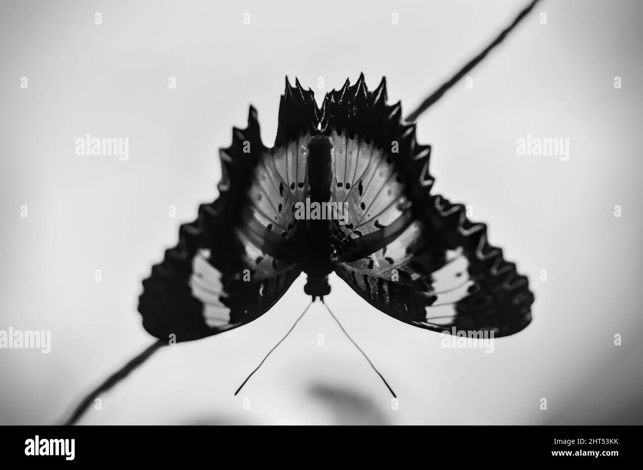 Closeup grayscale shot of a butterfly on a cable Stock Photo - Alamy