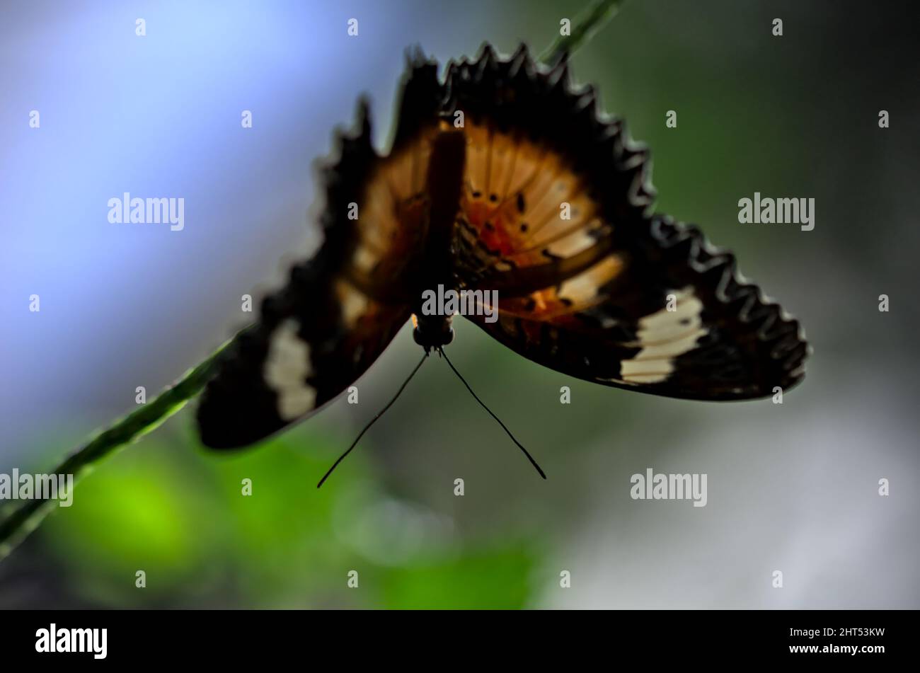 Butterfly opening wings hi-res stock photography and images - Alamy
