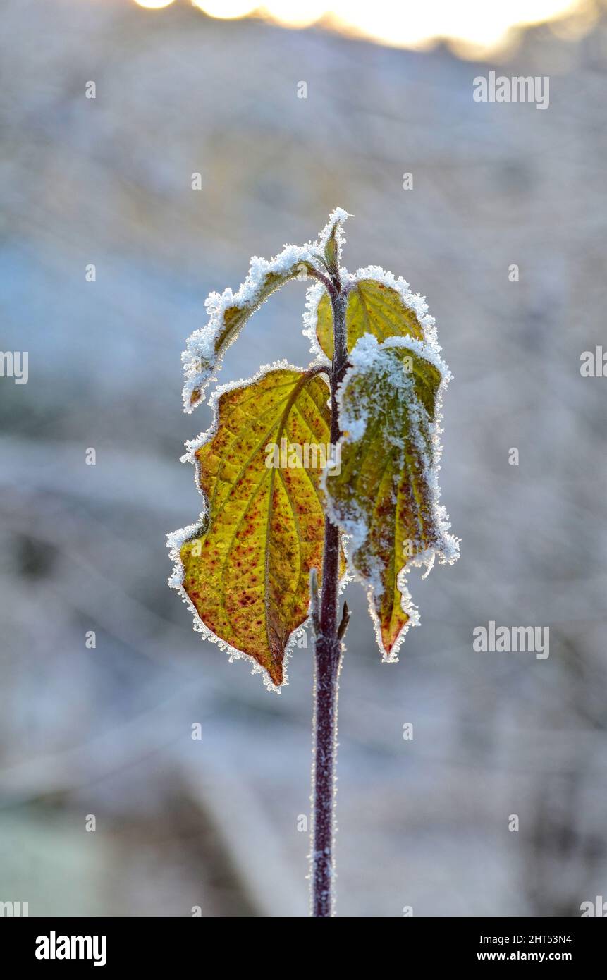 A selective of yellow withered leaves in frost Stock Photo - Alamy