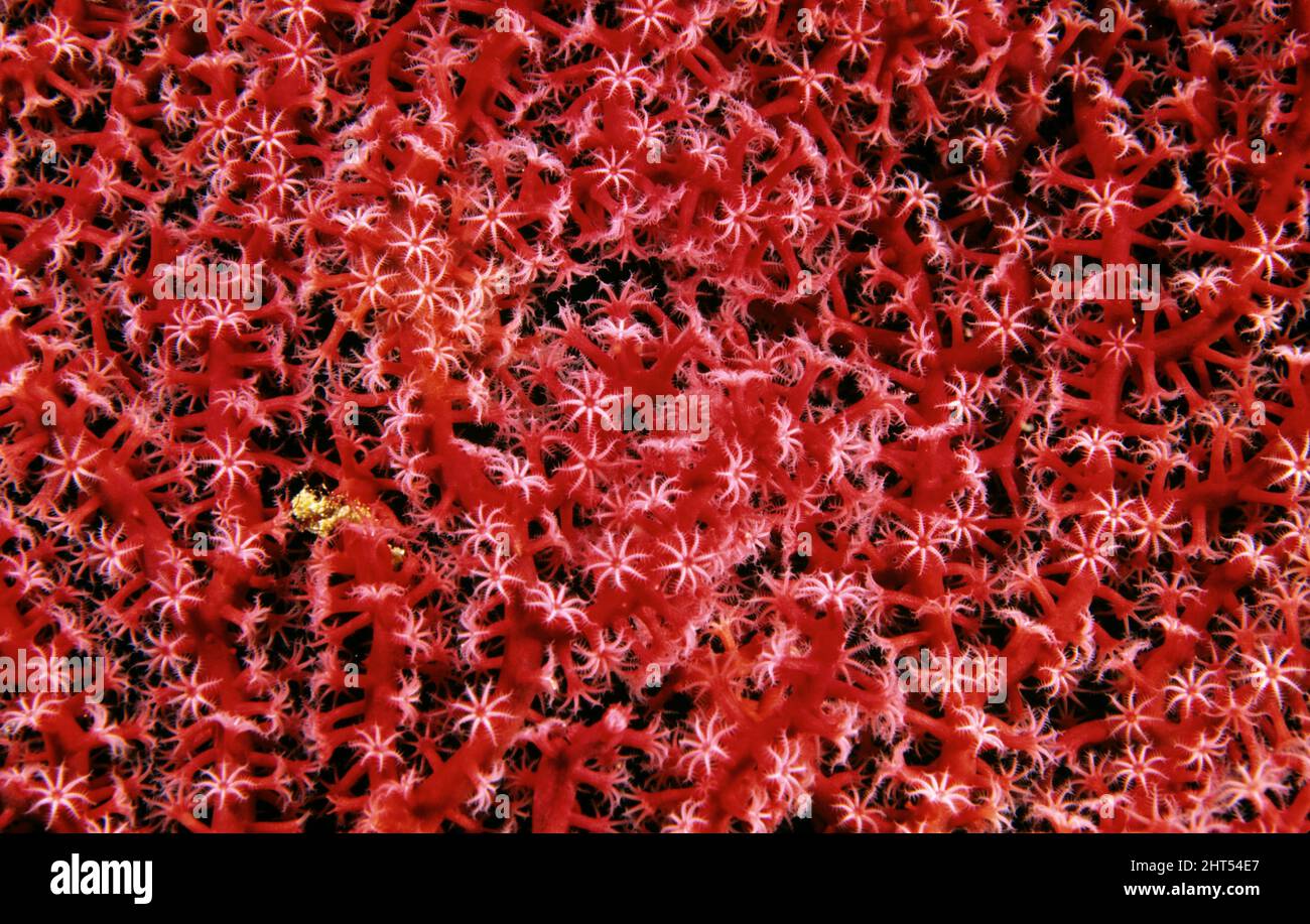 Gorgonian coral (order: Gorgonacea), with eight-tentacled polyps. Gizo ...