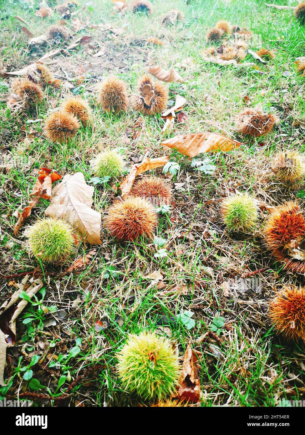Vertical top view of chestnuts in shells on the ground with autumn ...