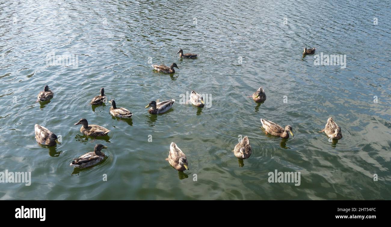 Flock of wild ducks in the lake Stock Photo - Alamy