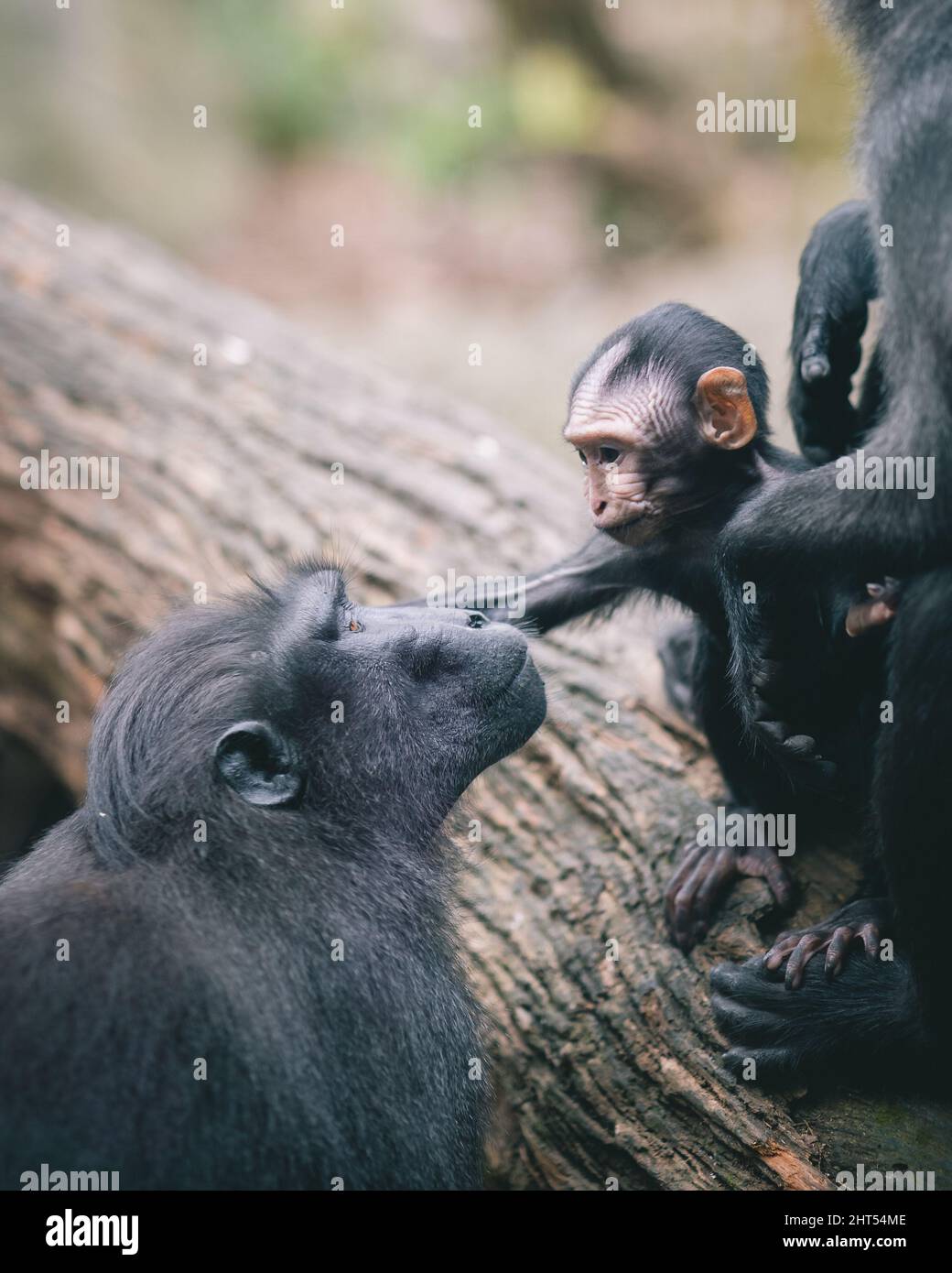 Monkey moment hi-res stock photography and images - Alamy