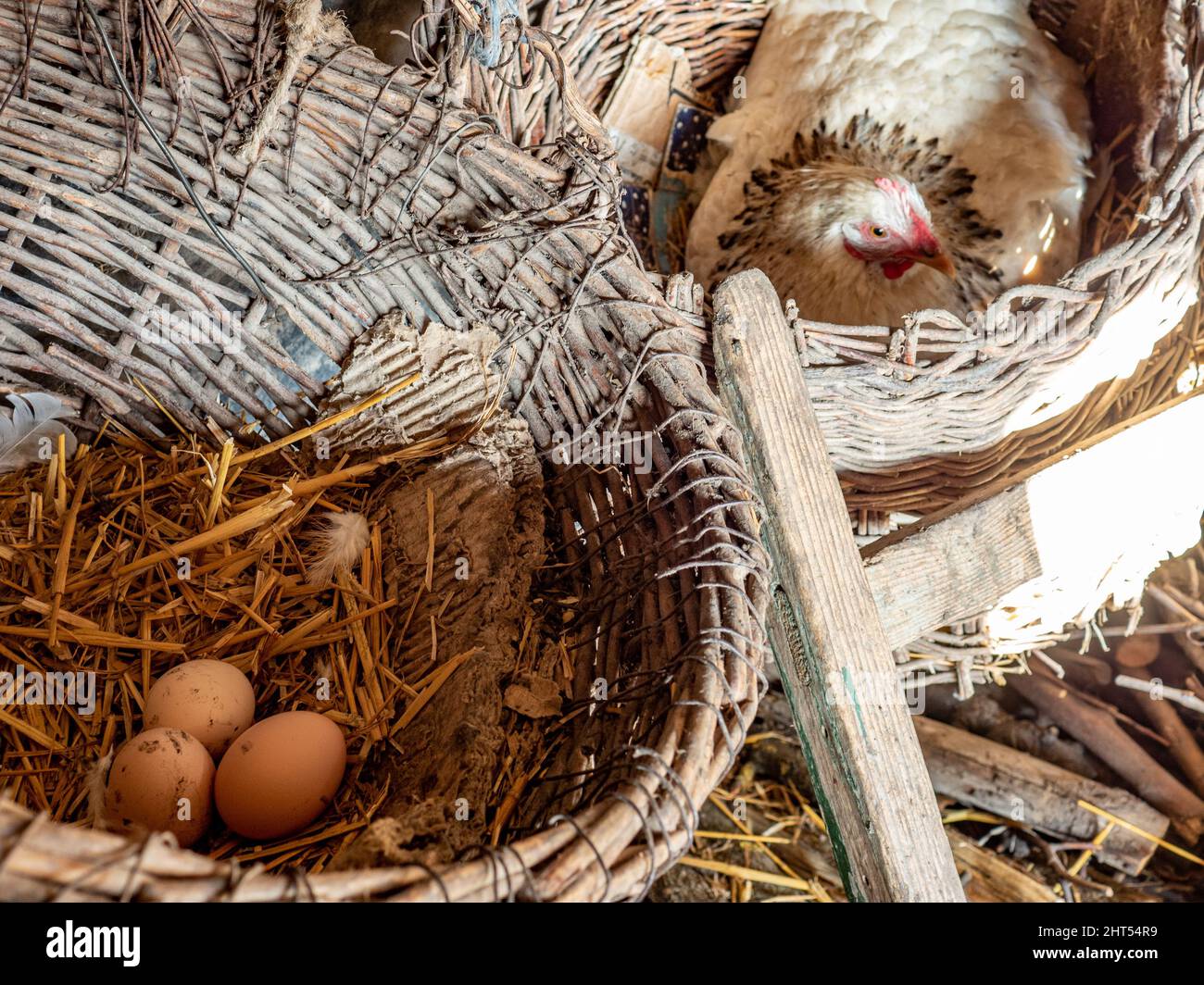 Nest with chicken eggs and a white hen in another Stock Photo - Alamy