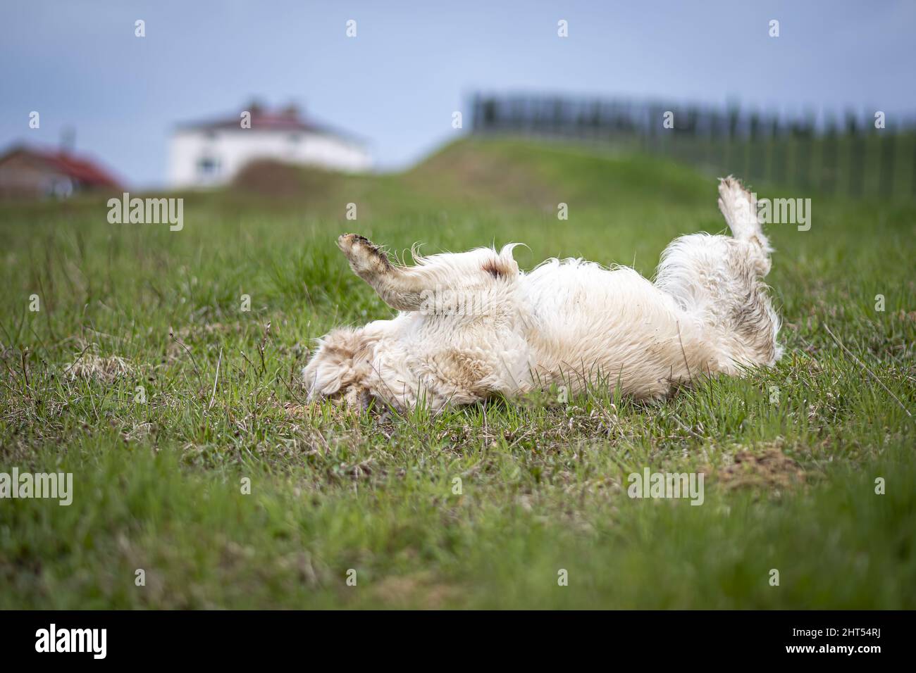 Happy Golden Retriever rolling on fresh green grass in spring Stock ...