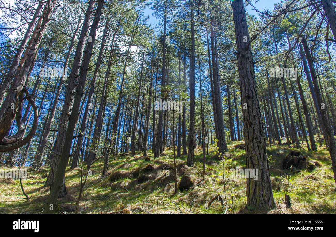 Dense forest with tall fir trees in the morning Stock Photo - Alamy