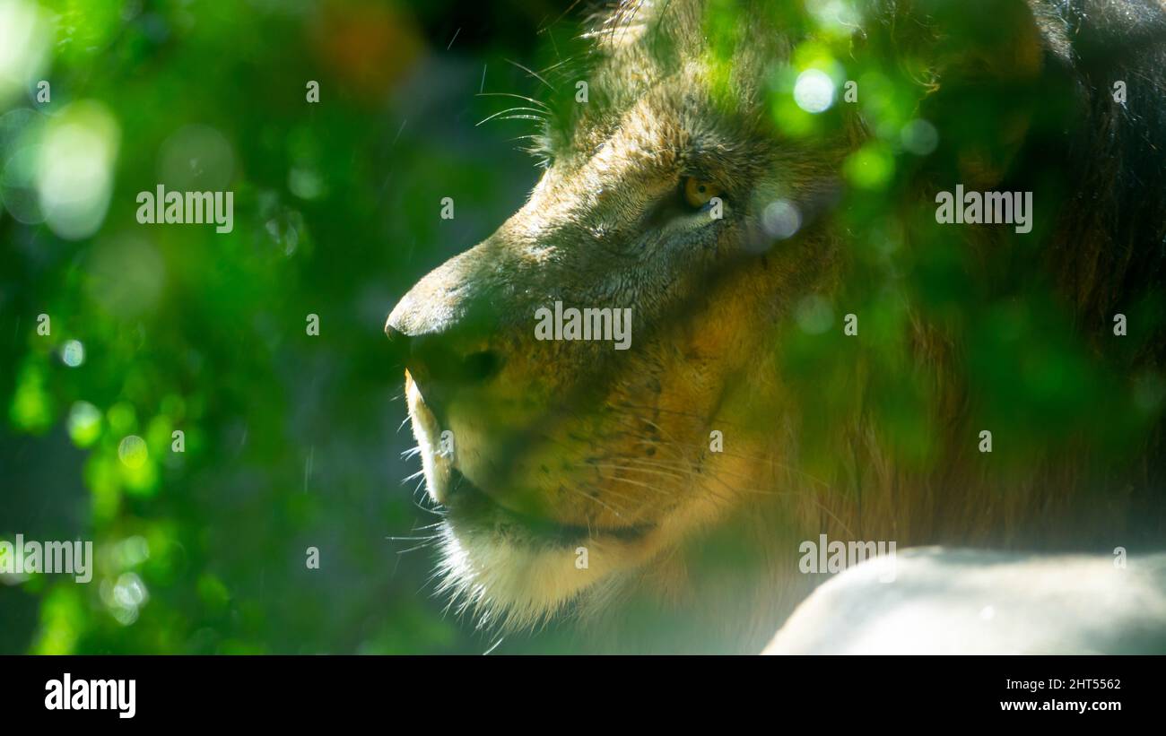 Lion enjoying a ray of sunshine between rain showers Stock Photo - Alamy