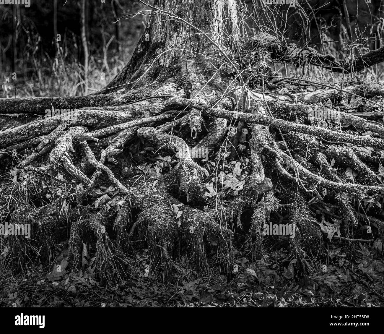 Grayscale shot of tree roots in a forest in Lake Catherine State Park ...