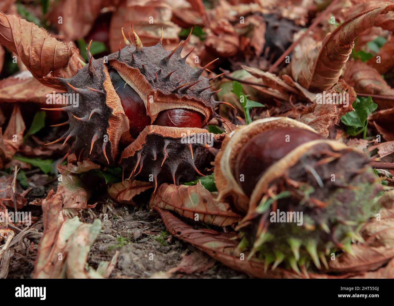 Closeup of buckeyes on the ground Stock Photo - Alamy