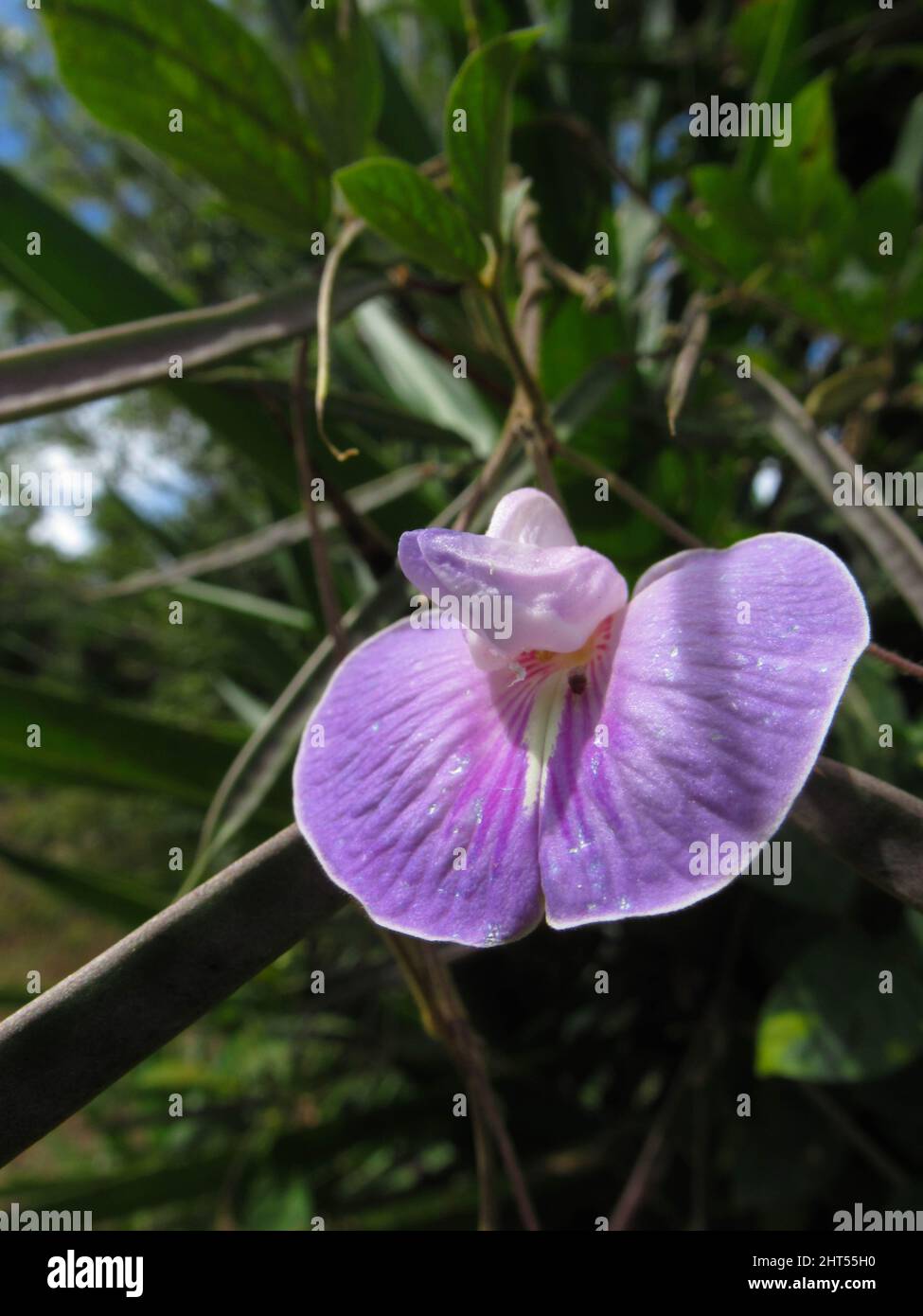 Shallow focus of a Centrosema virginianum known as Spurred Butterfly ...