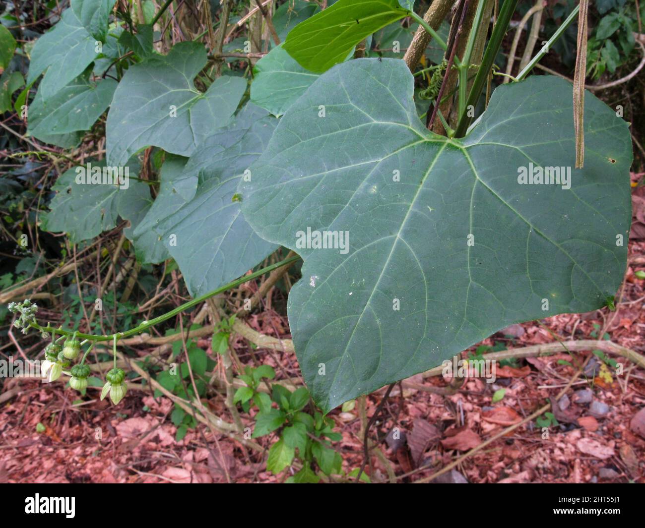 Closeup of a big green leaf of Acalypha plant in the forest Stock Photo ...