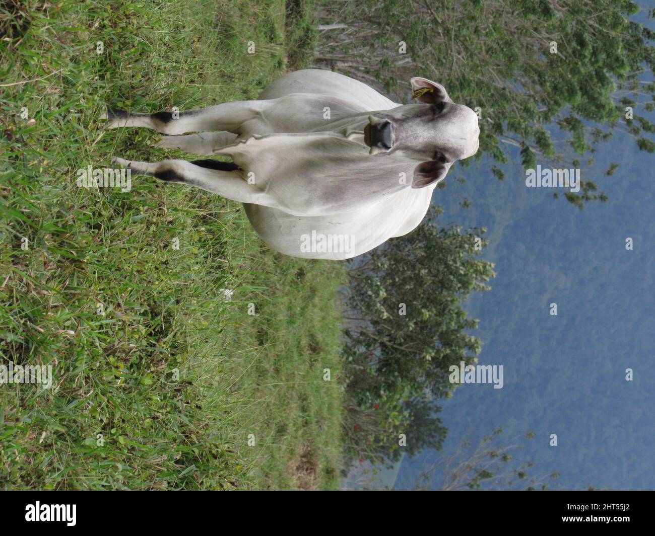 Vertical shot white bovine hi-res stock photography and images - Alamy