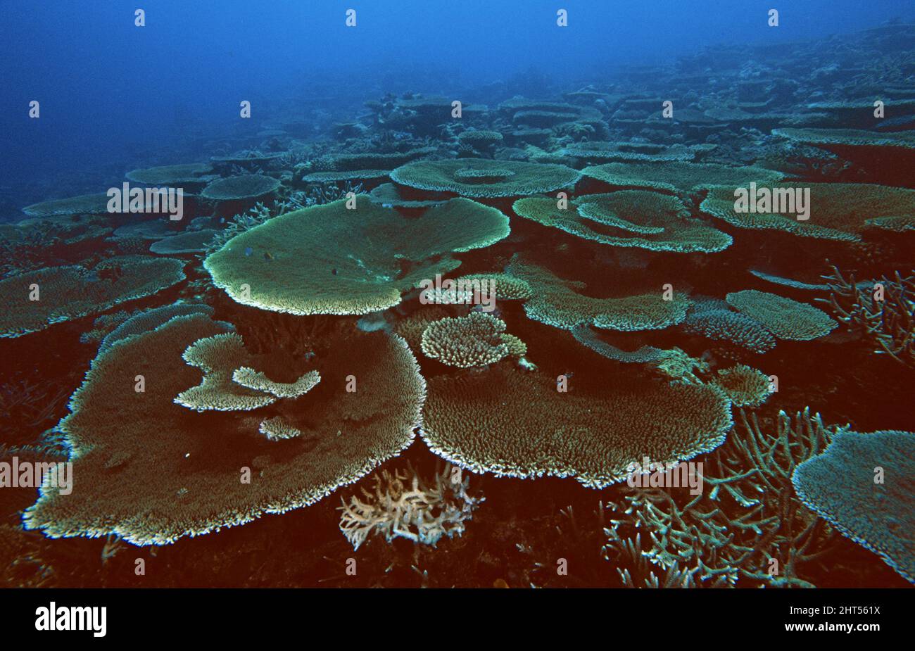 Table form corals hi-res stock photography and images - Alamy