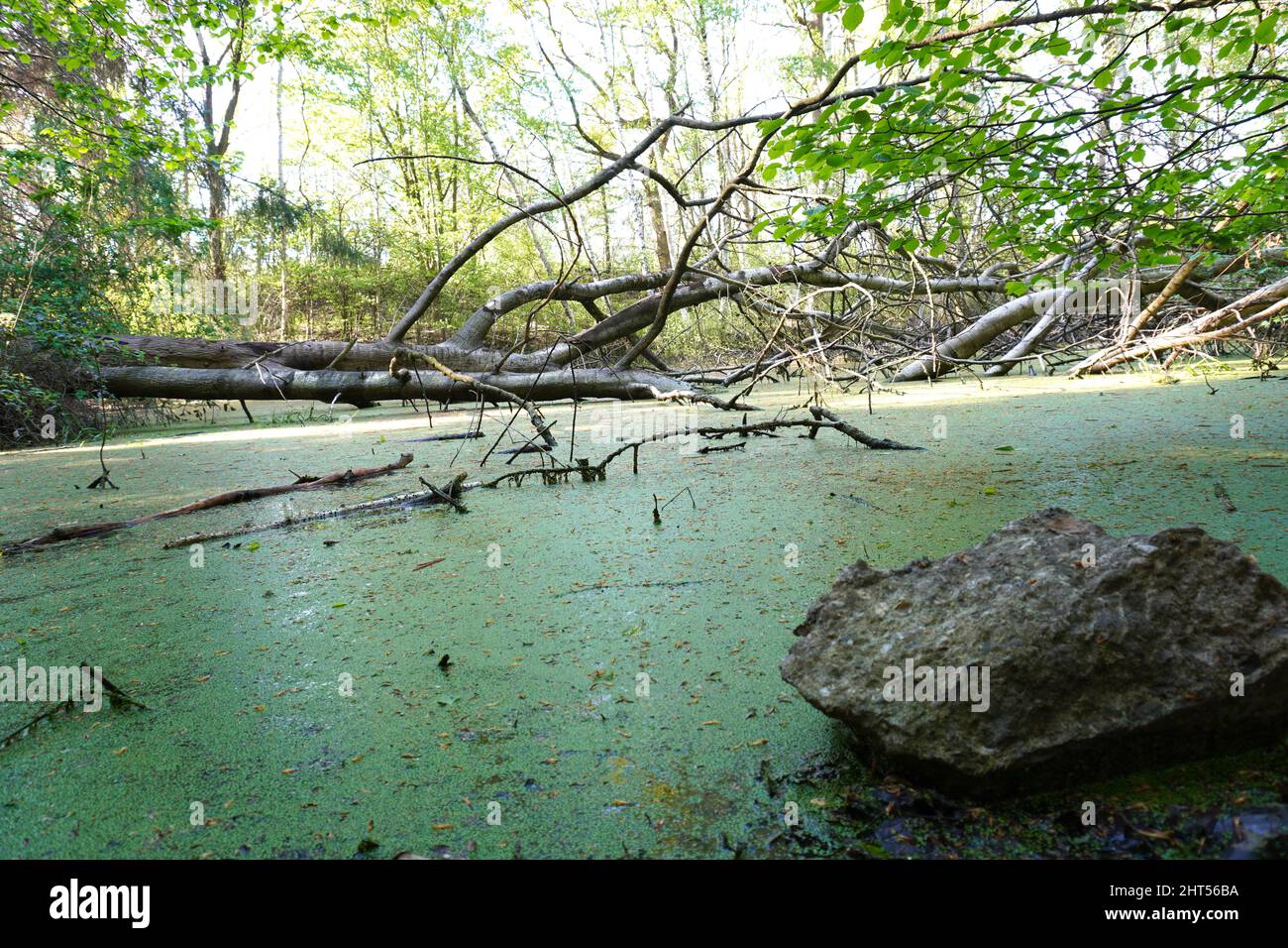 Natural landscape of moor in the forest Stock Photo - Alamy
