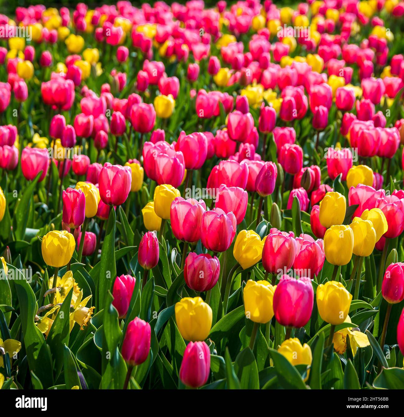 Field of yellow and red giant tulips in Kasteel van Groot Bijgaarden ...