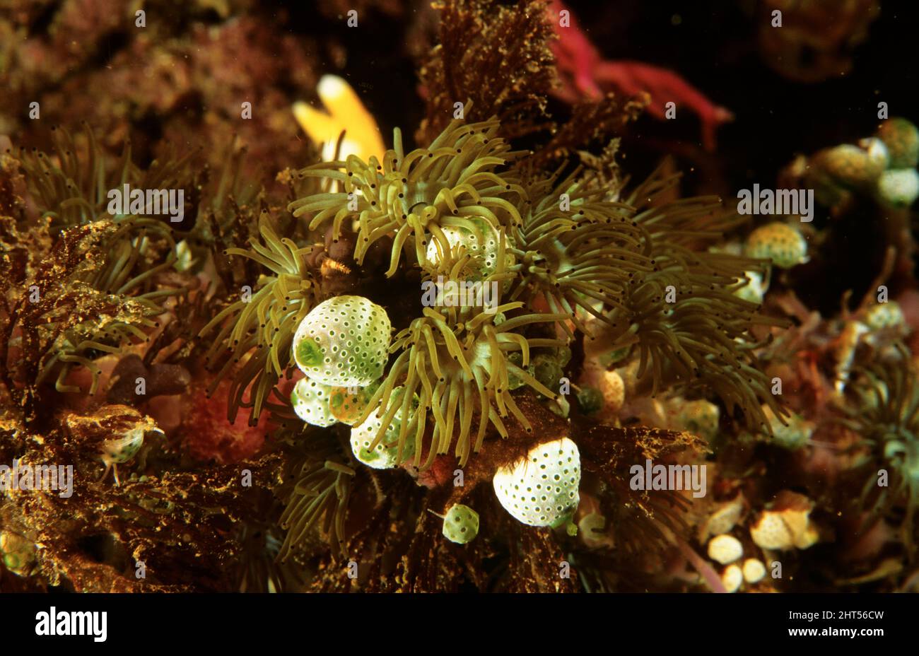 Colonial ascidians (Didemnum and Pycnoclavella spp.). Ambon, Indonesia ...