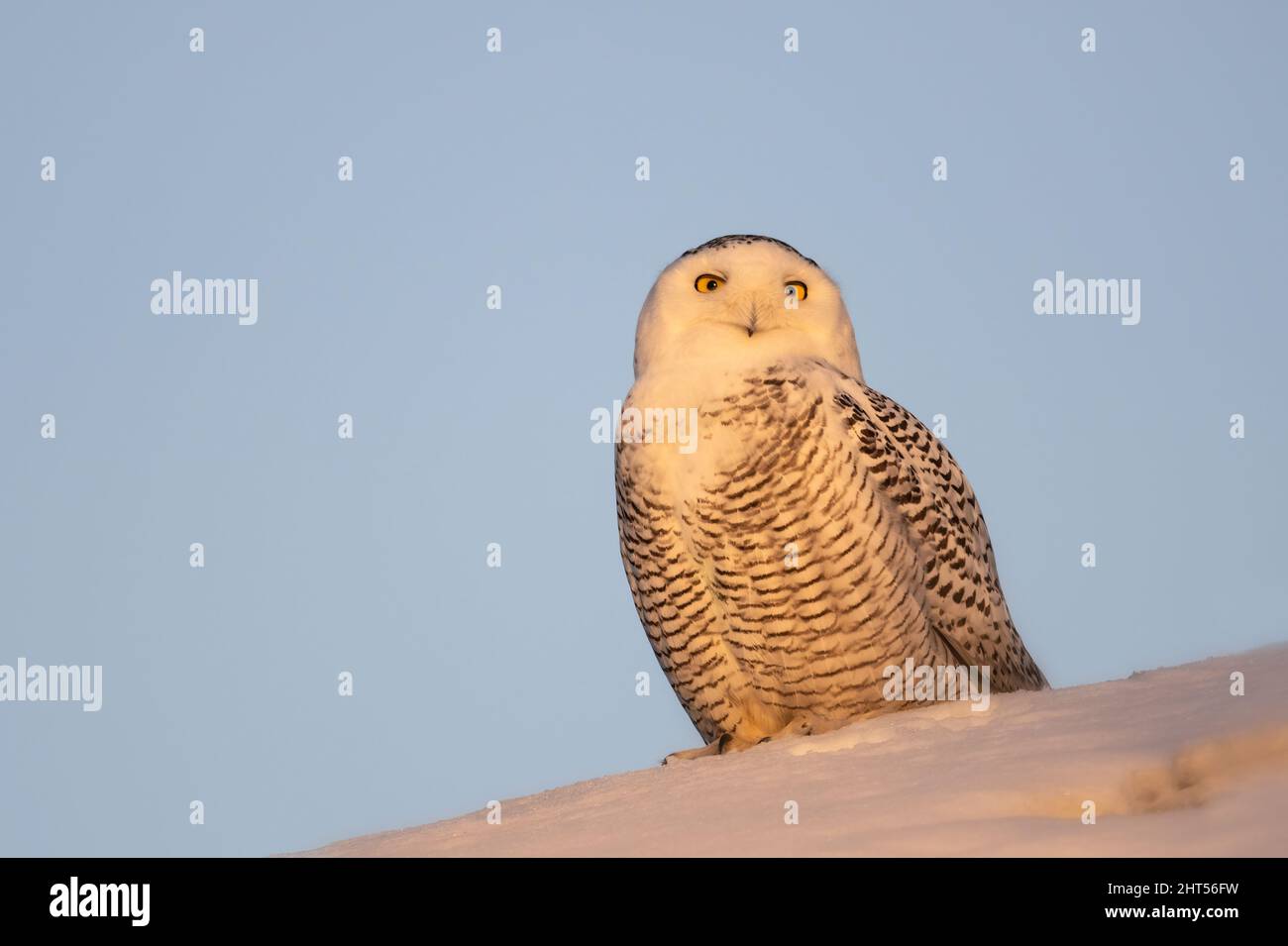 Closeup of a beautiful fluffy owl looking to the side with the bright ...
