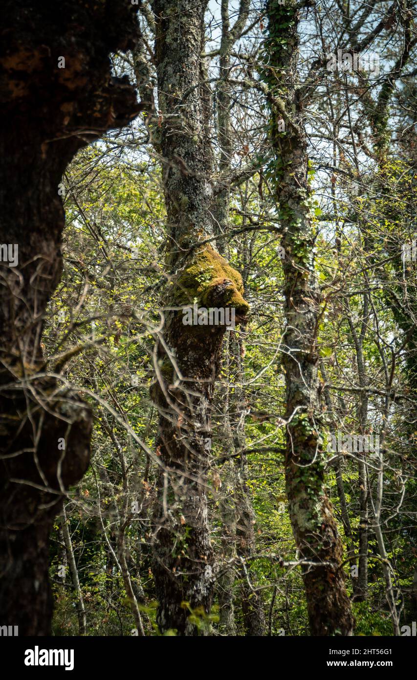 Head shaped leaves hi-res stock photography and images - Alamy